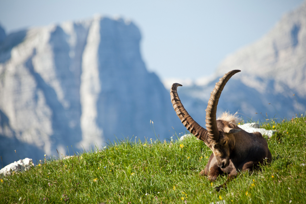 Legenda o Zlatorogu – Slovenske Alpe